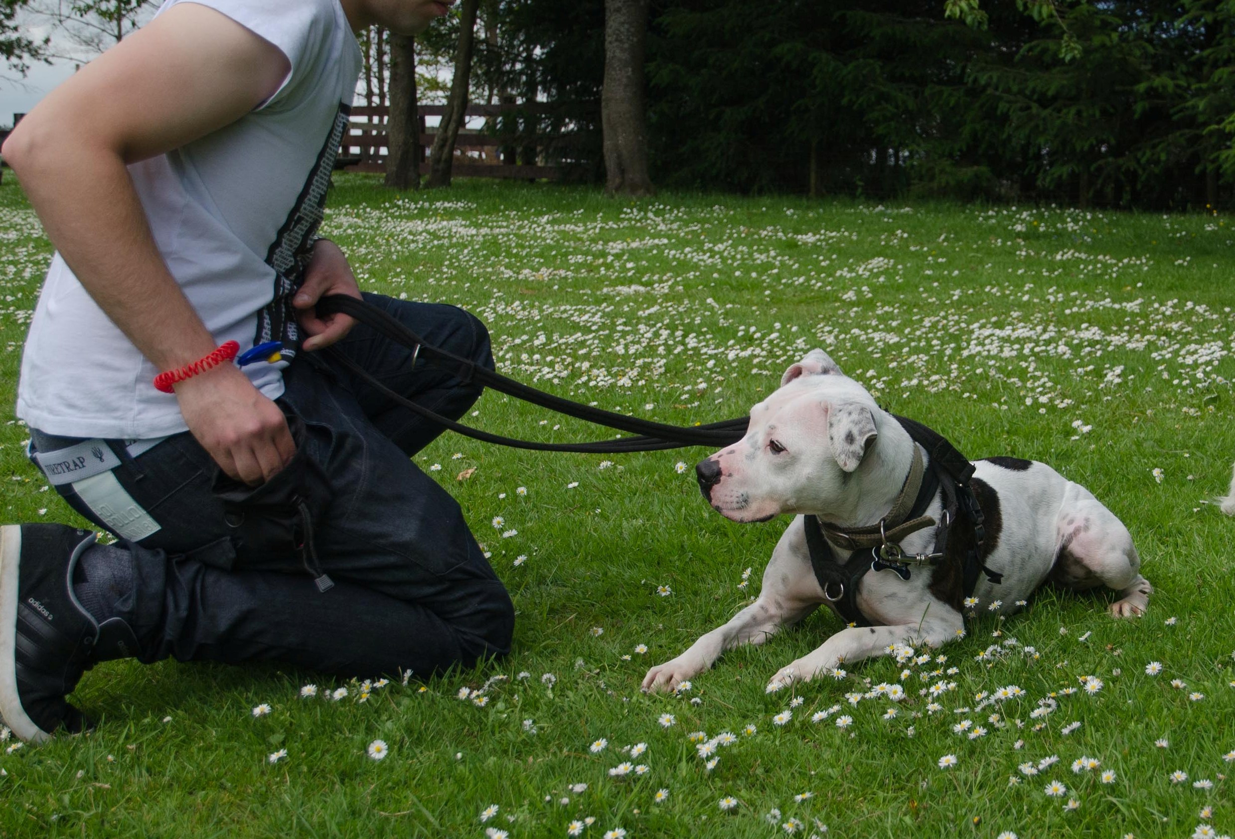 Dogs helping young people to build a better future - a Community ...