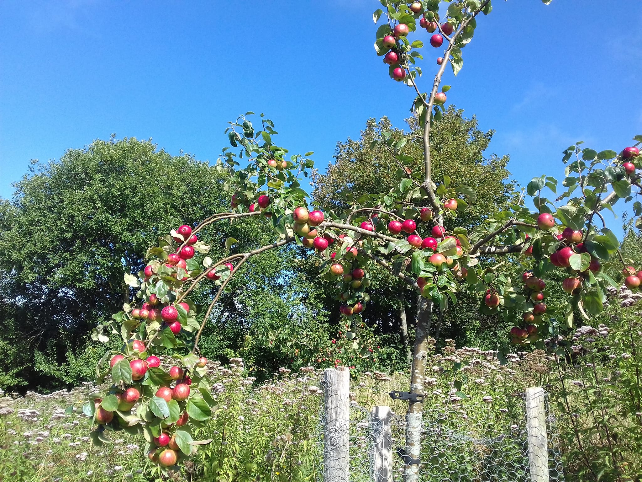 Community Orchards for Brighton & Hove - a Community crowdfunding ...