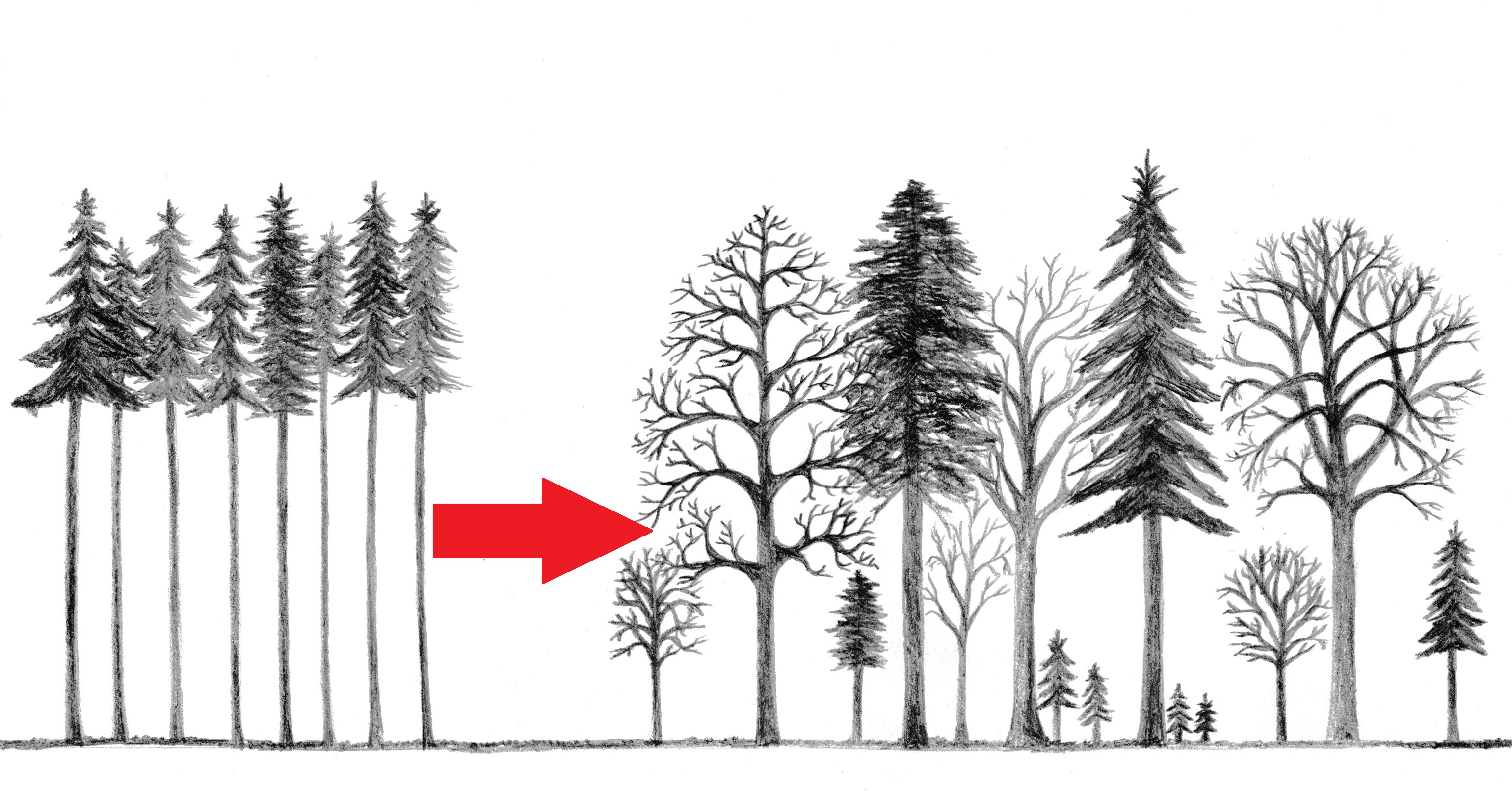 Natural Regeneration at Dronley Community Woodland - a Community ...