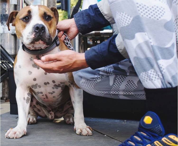 Street Paws: Supporting homeless people and pets - a Community ...